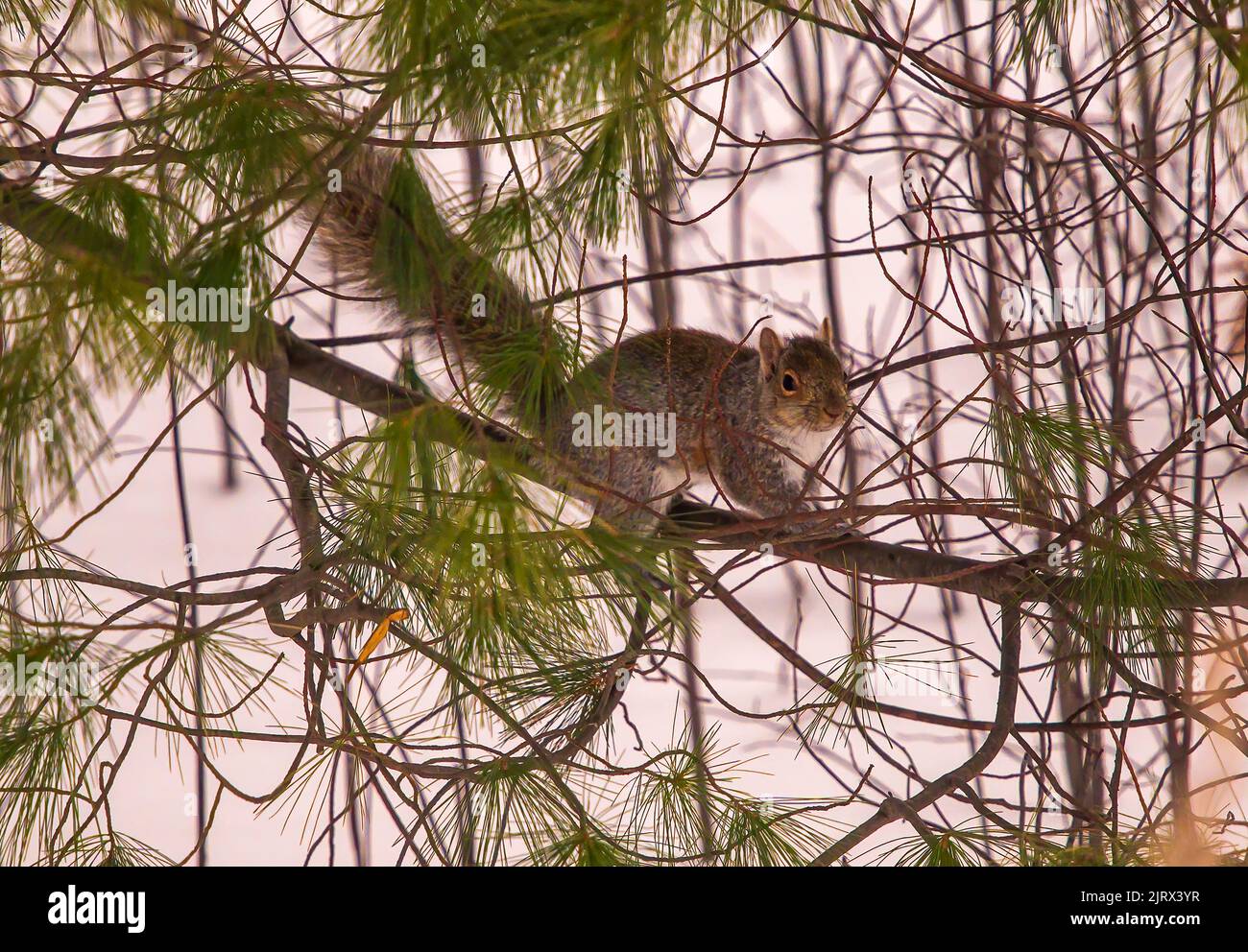 nature at work Stock Photo - Alamy