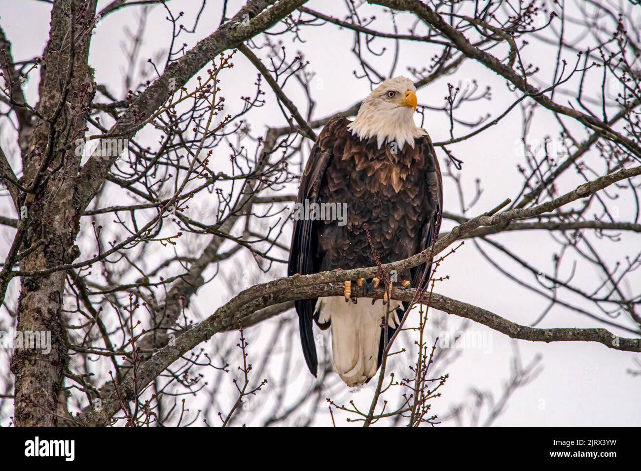 nature at work Stock Photo - Alamy