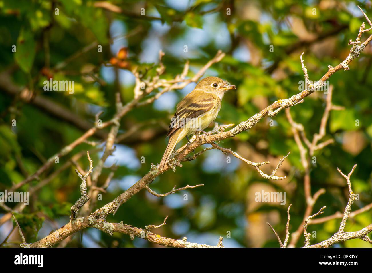 nature at work Stock Photo - Alamy