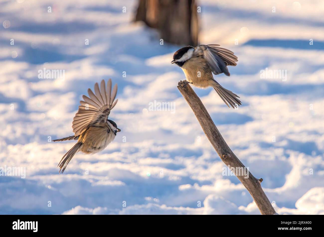 nature at work Stock Photo - Alamy
