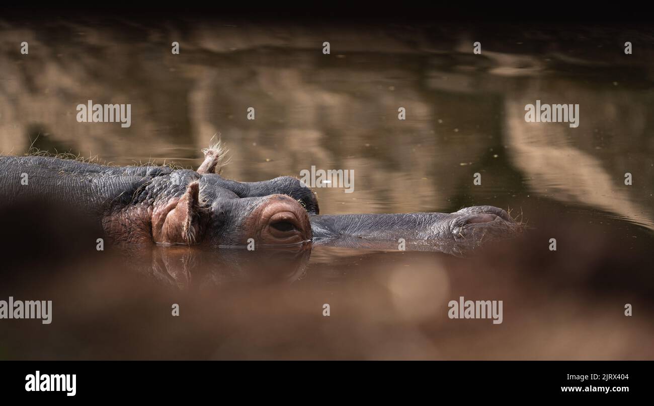 The close-up view of a hippo's face sneaking out of the water under the ...