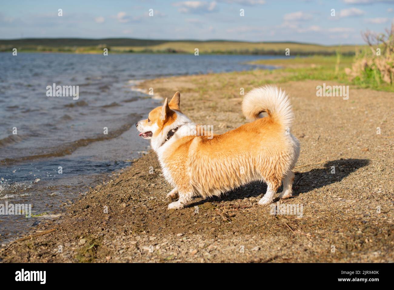 corgi stands on the bank of a wide river Stock Photo - Alamy