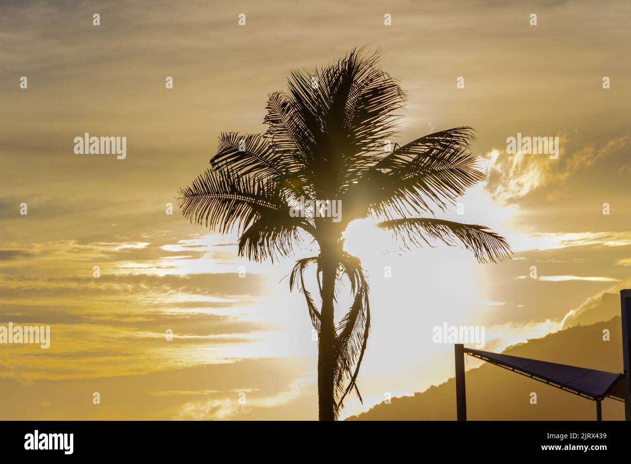 silhouette of a coconut tree on Ipanema Beach in Rio de Janeiro Stock ...