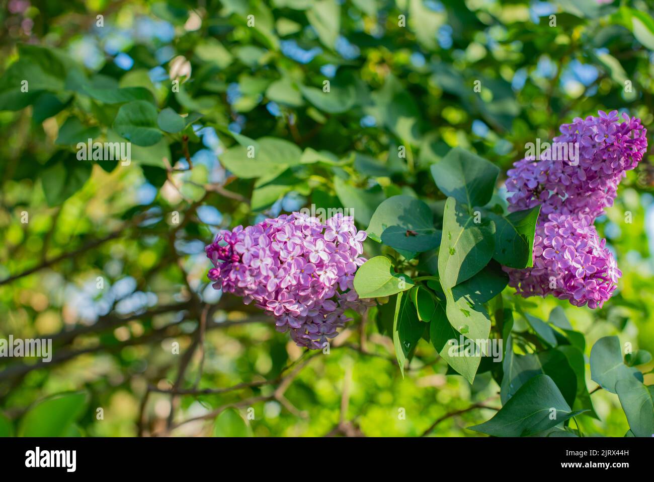 branch of lilac lilac blooms in spring Stock Photo - Alamy
