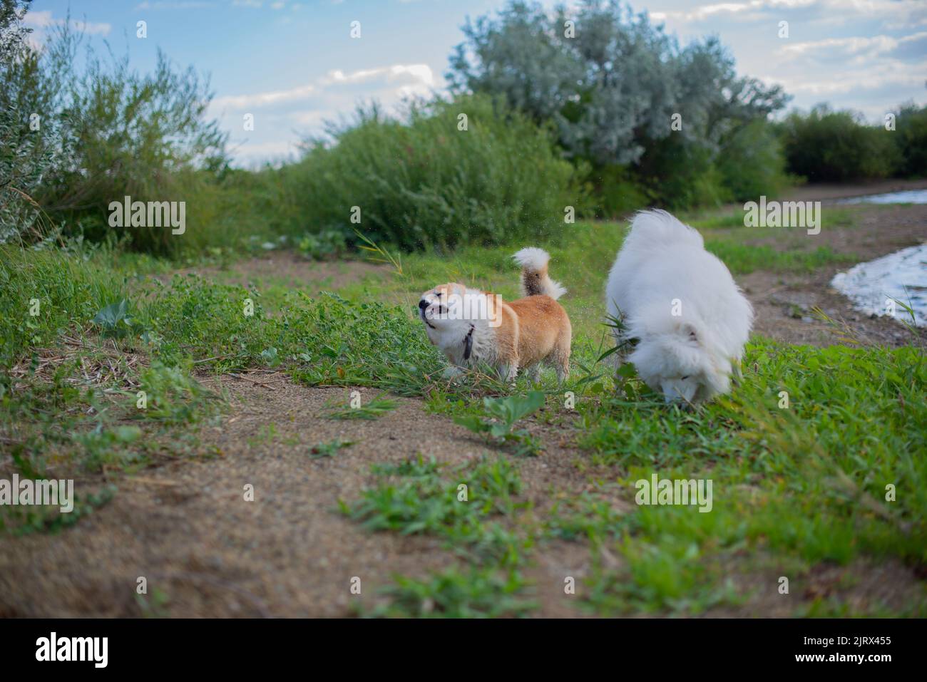 Purebred dogs play outdoors hi-res stock photography and images - Alamy
