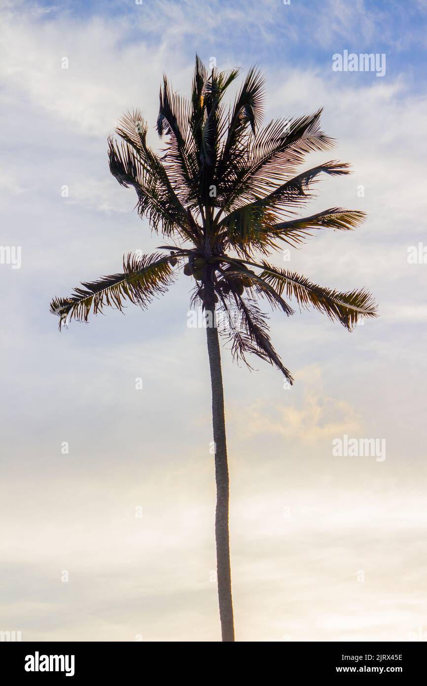 silhouette of a coconut tree on Ipanema Beach in Rio de Janeiro Stock ...
