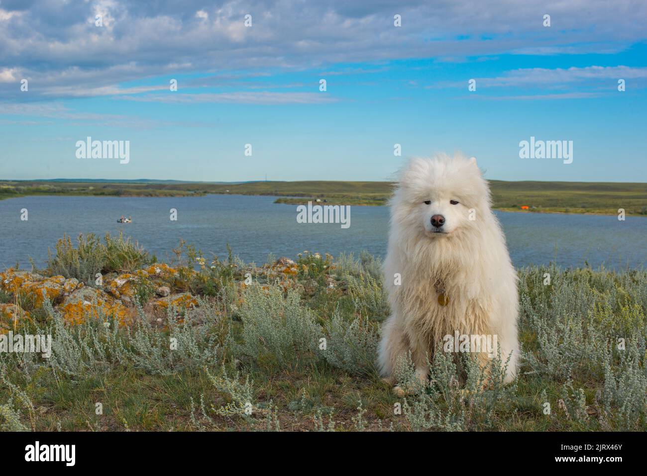 Samoyed funny hi-res stock photography and images - Alamy