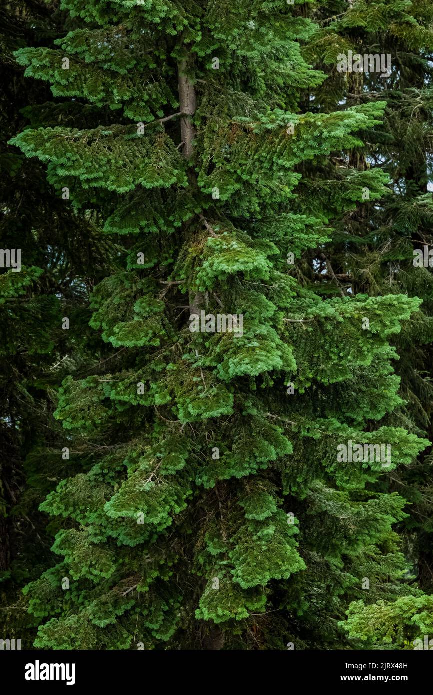 Grand Fir, Abies grandis, adjacent to a subalpine meadow on Evergreen ...