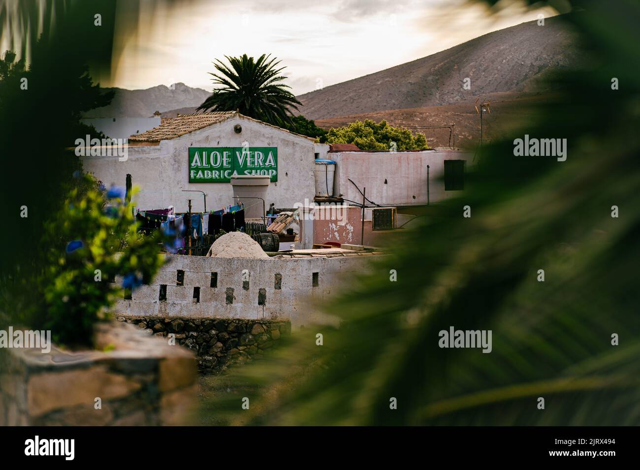 The white aloe vera fabric store building surrounded by trees under the ...