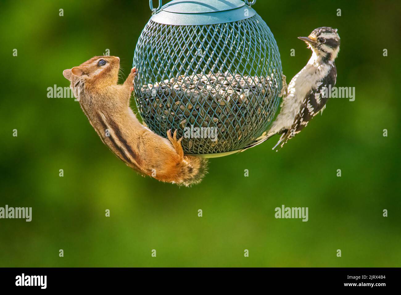 nature at work Stock Photo - Alamy