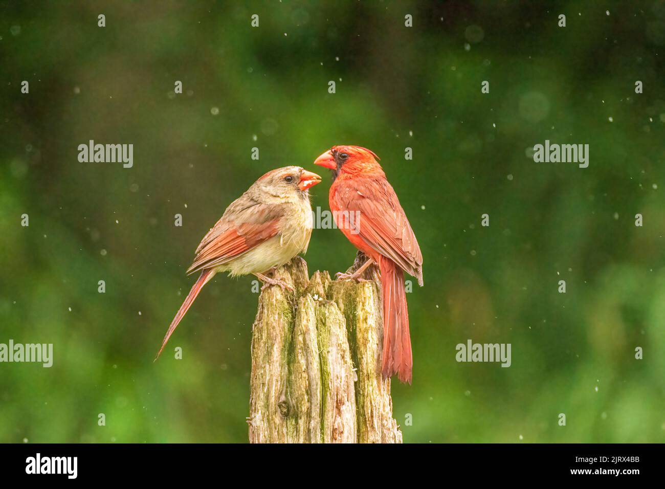 nature at work Stock Photo - Alamy