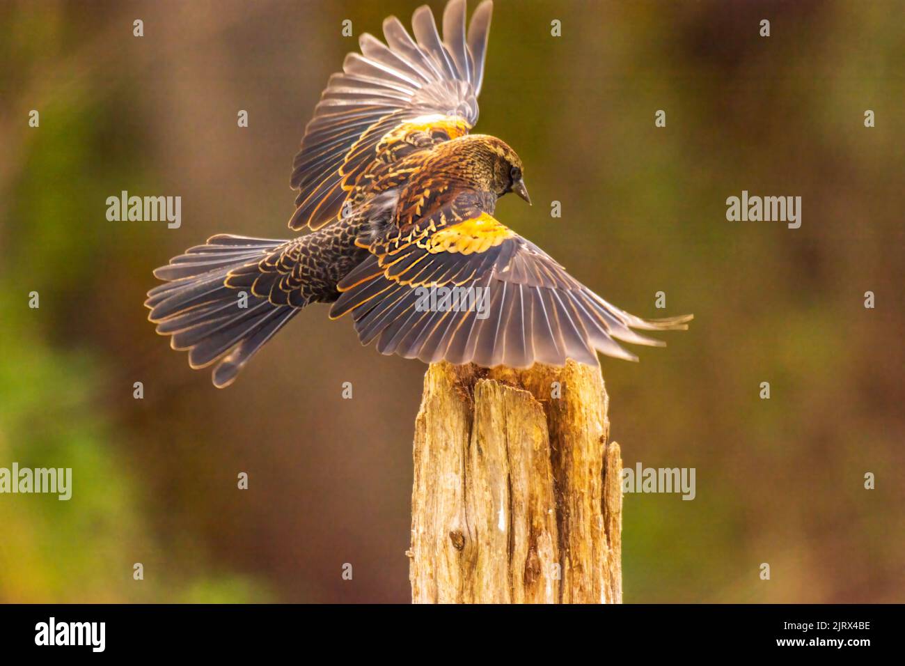 nature at work Stock Photo - Alamy