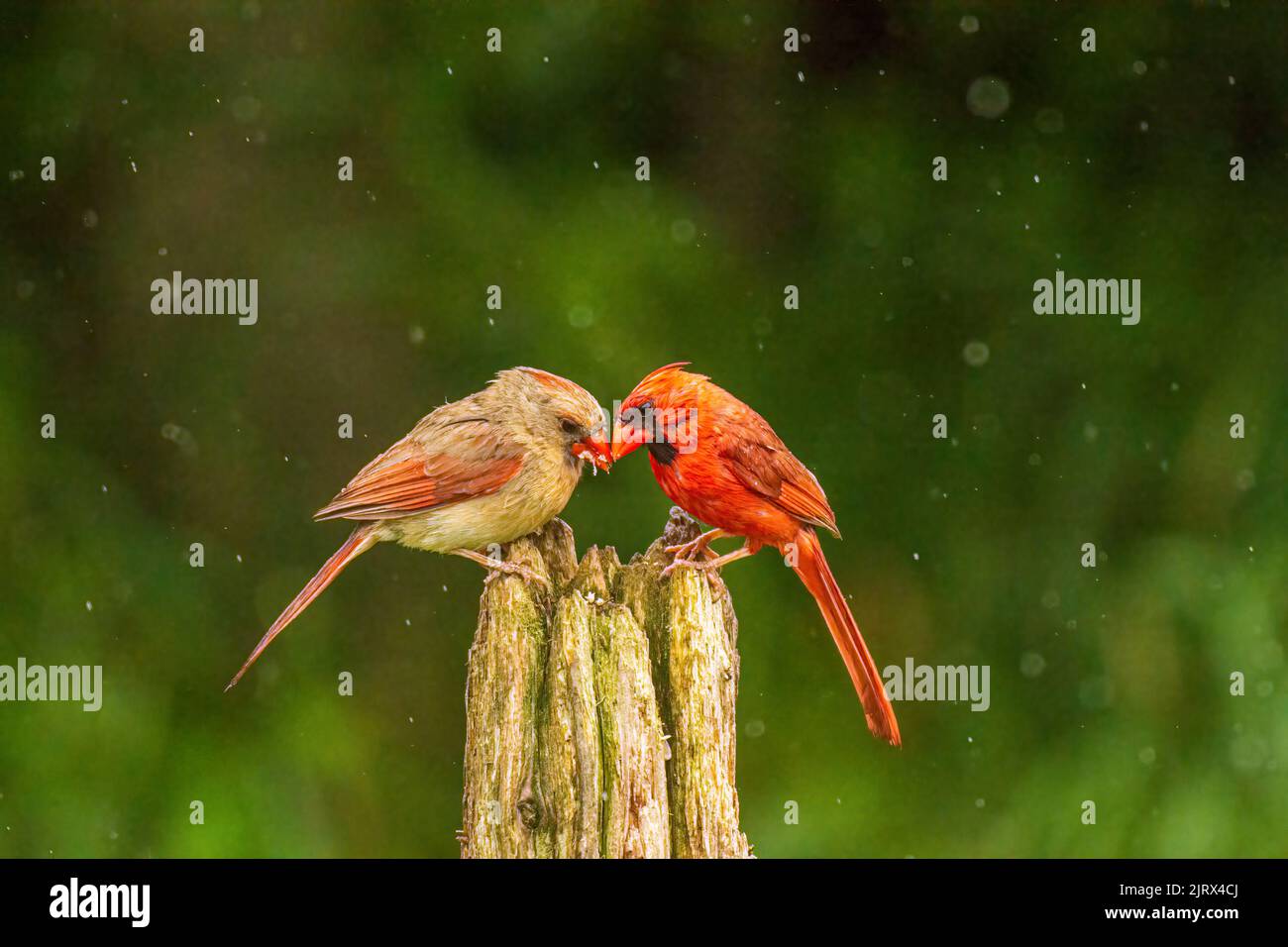 nature at work Stock Photo - Alamy