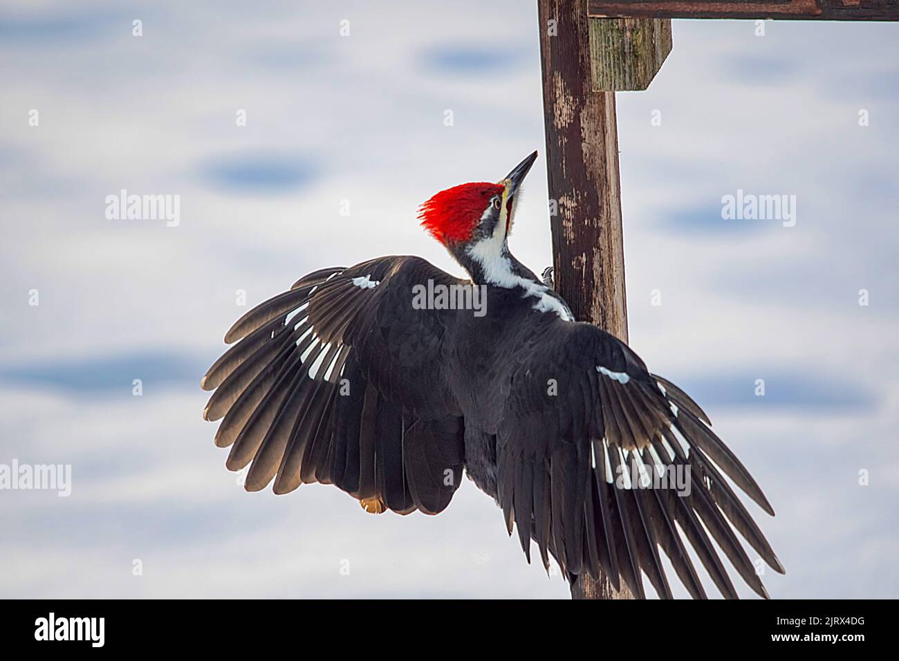 nature at work Stock Photo - Alamy
