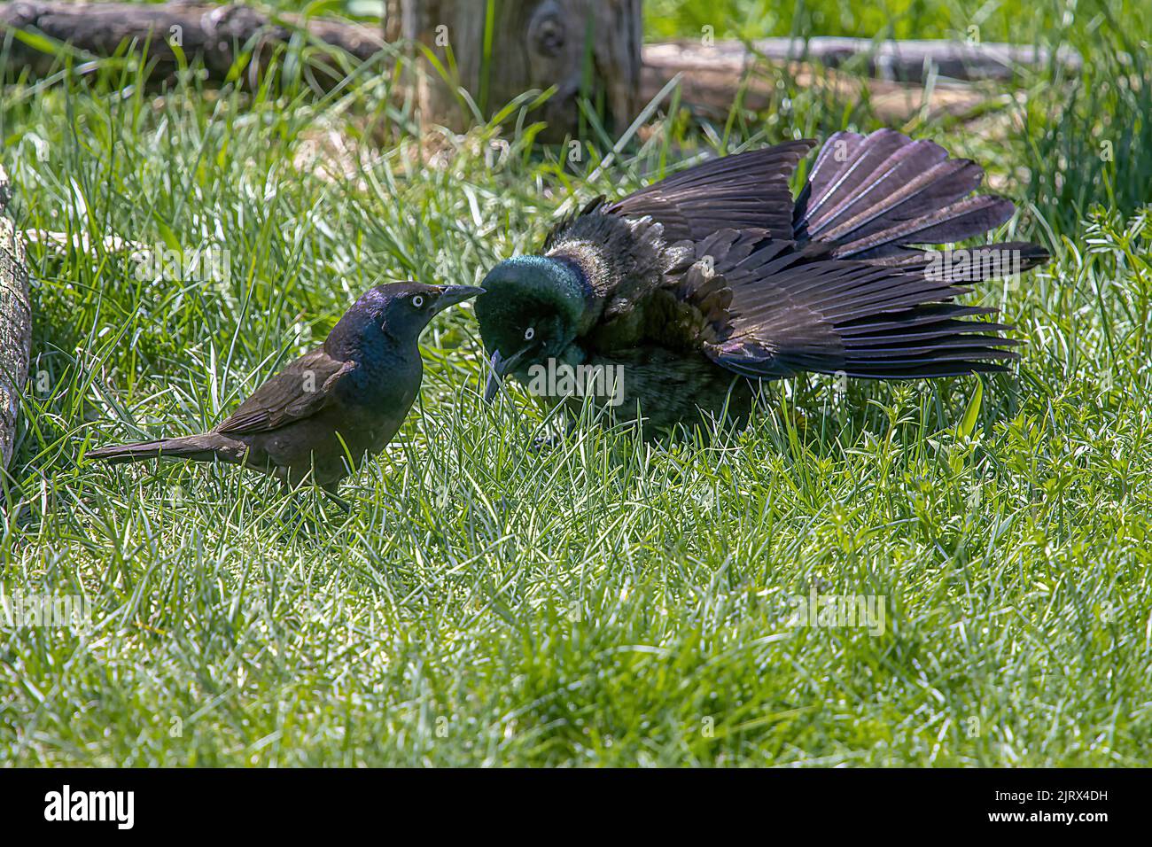 nature at work Stock Photo - Alamy