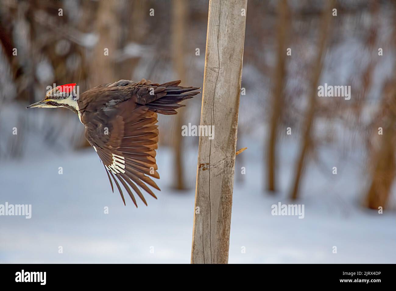 nature at work Stock Photo - Alamy