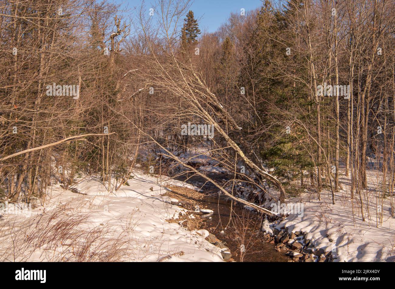 nature at work Stock Photo - Alamy