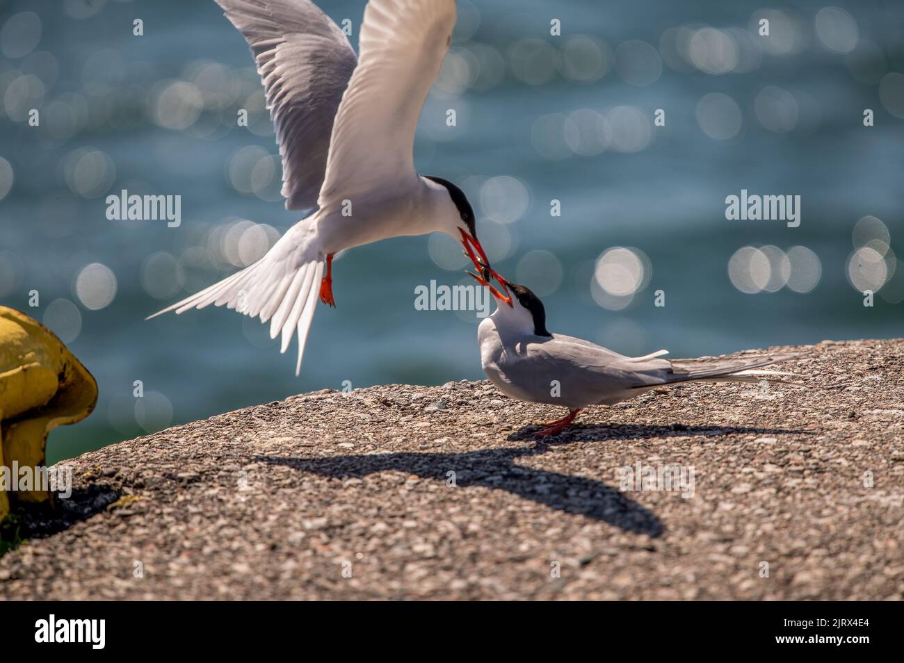 nature at work Stock Photo - Alamy