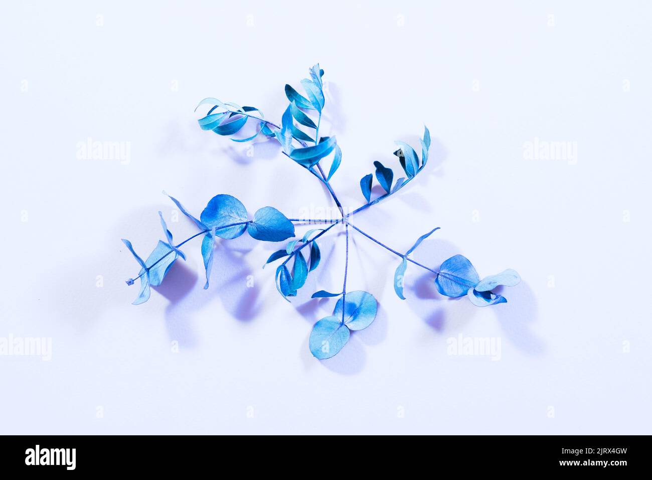 plant minimalism inverted color decor blue stem Stock Photo - Alamy