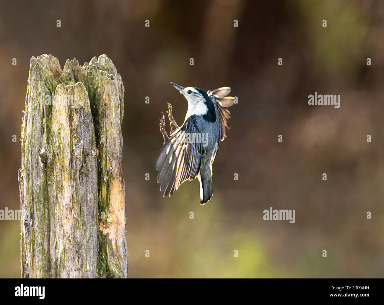 nature at work Stock Photo - Alamy