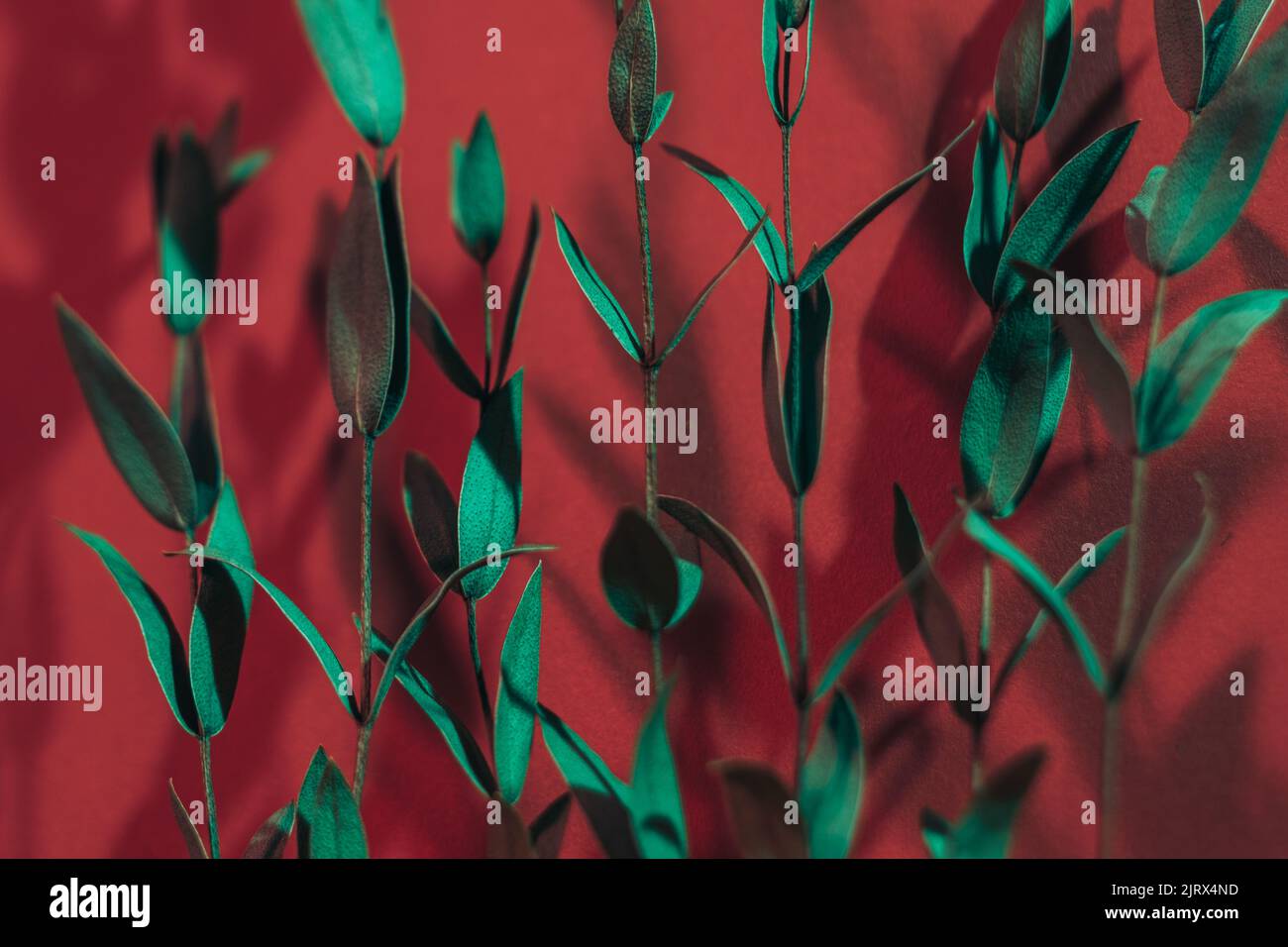 Green stems hi-res stock photography and images - Alamy