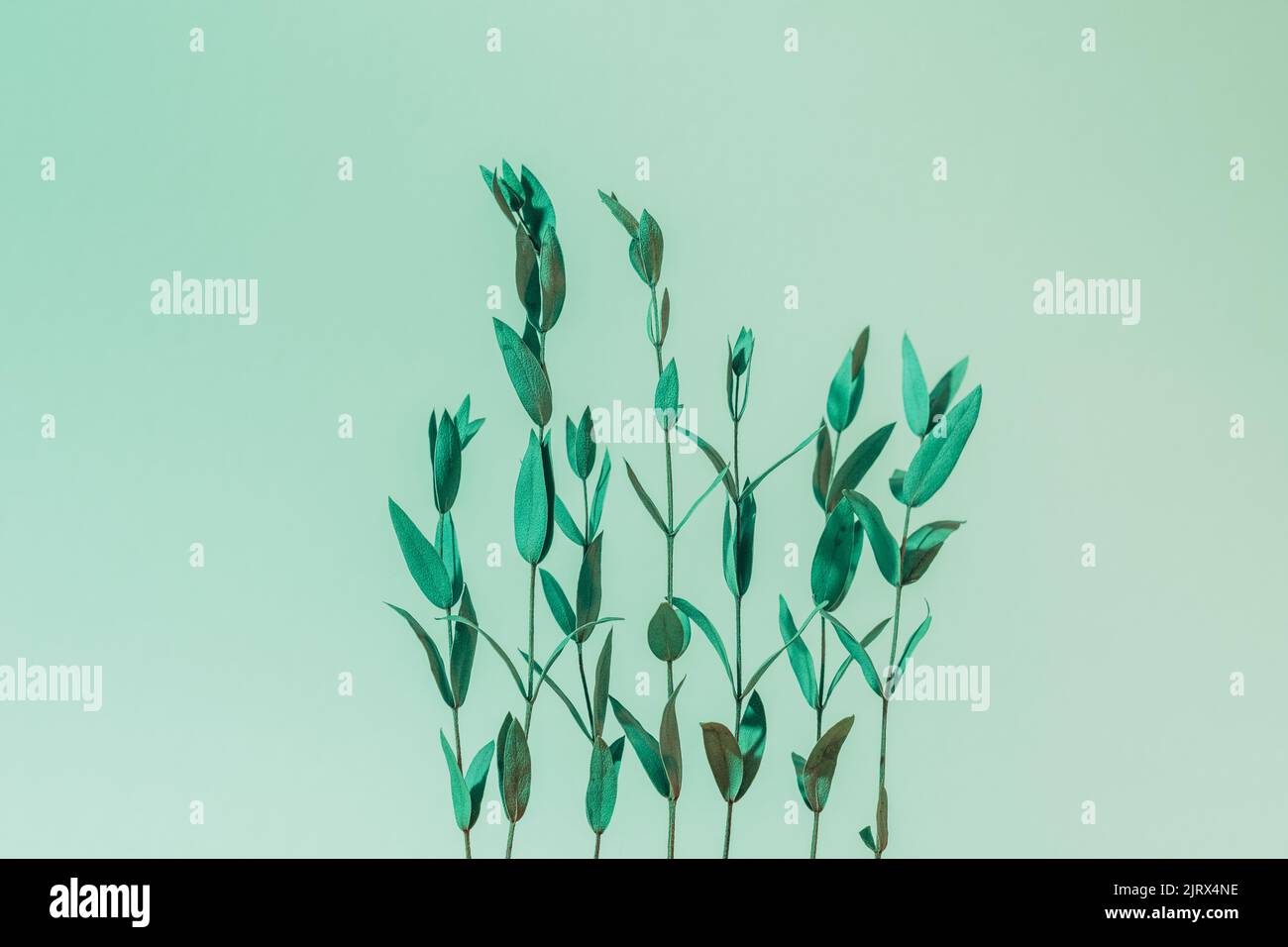 environmental plant composition green young stems Stock Photo - Alamy