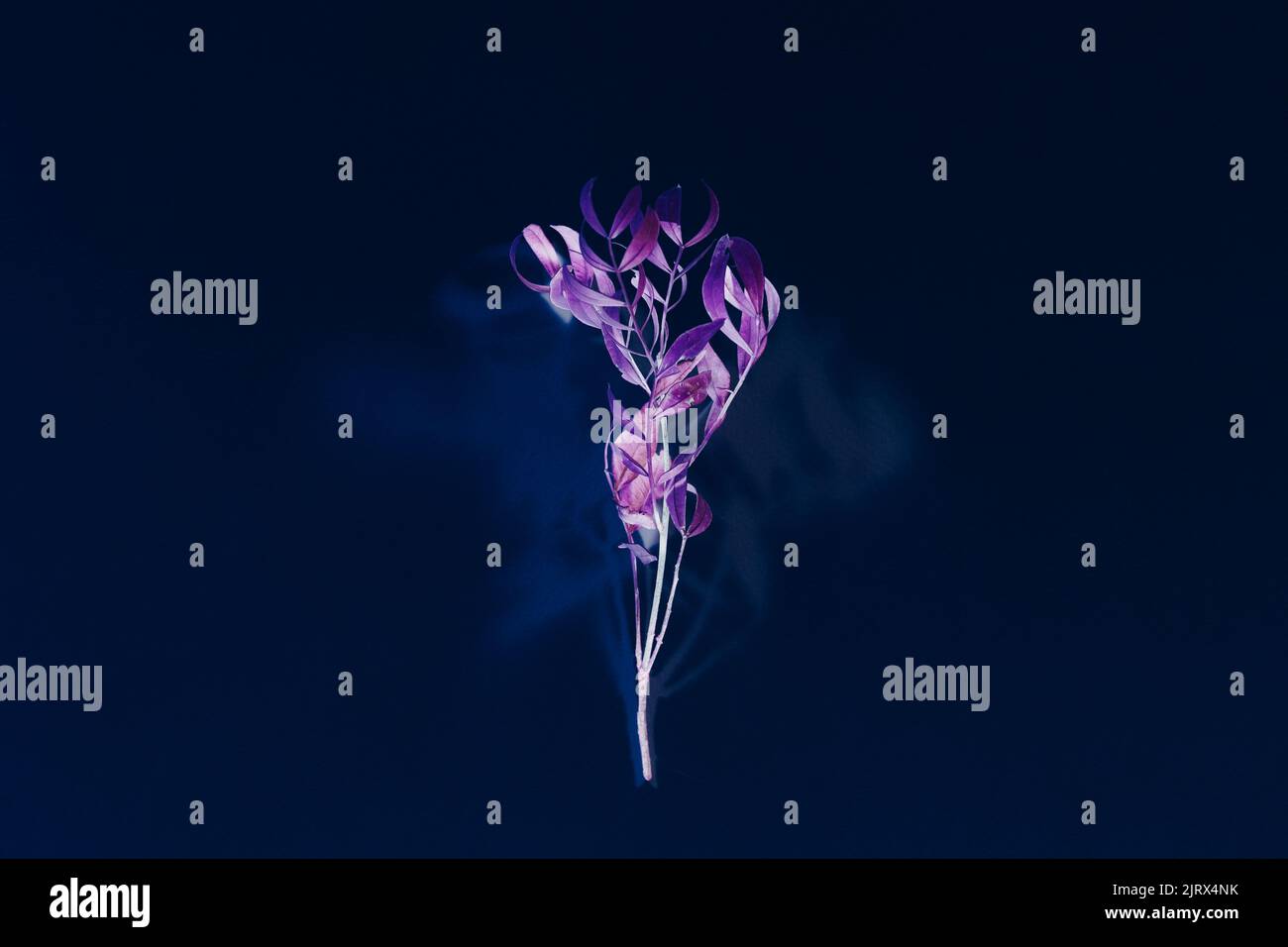 floral composition surreal art neon purple stem Stock Photo - Alamy
