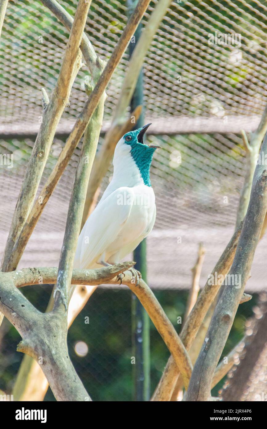bird known as "ARAPONGA" Endemic Atlantic Forest species Stock Photo ...