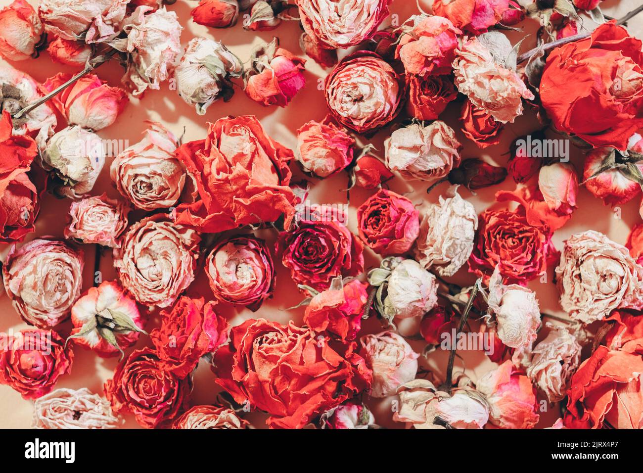 Dried rose hi-res stock photography and images - Alamy