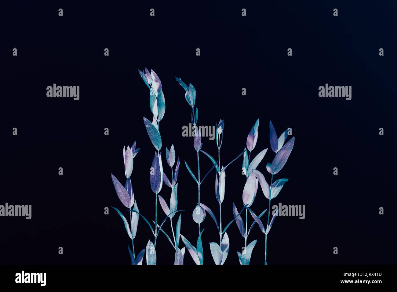 surreal eco foliage composition neon purple stems Stock Photo - Alamy