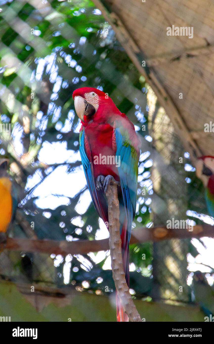 Blue bird known red hi-res stock photography and images - Alamy