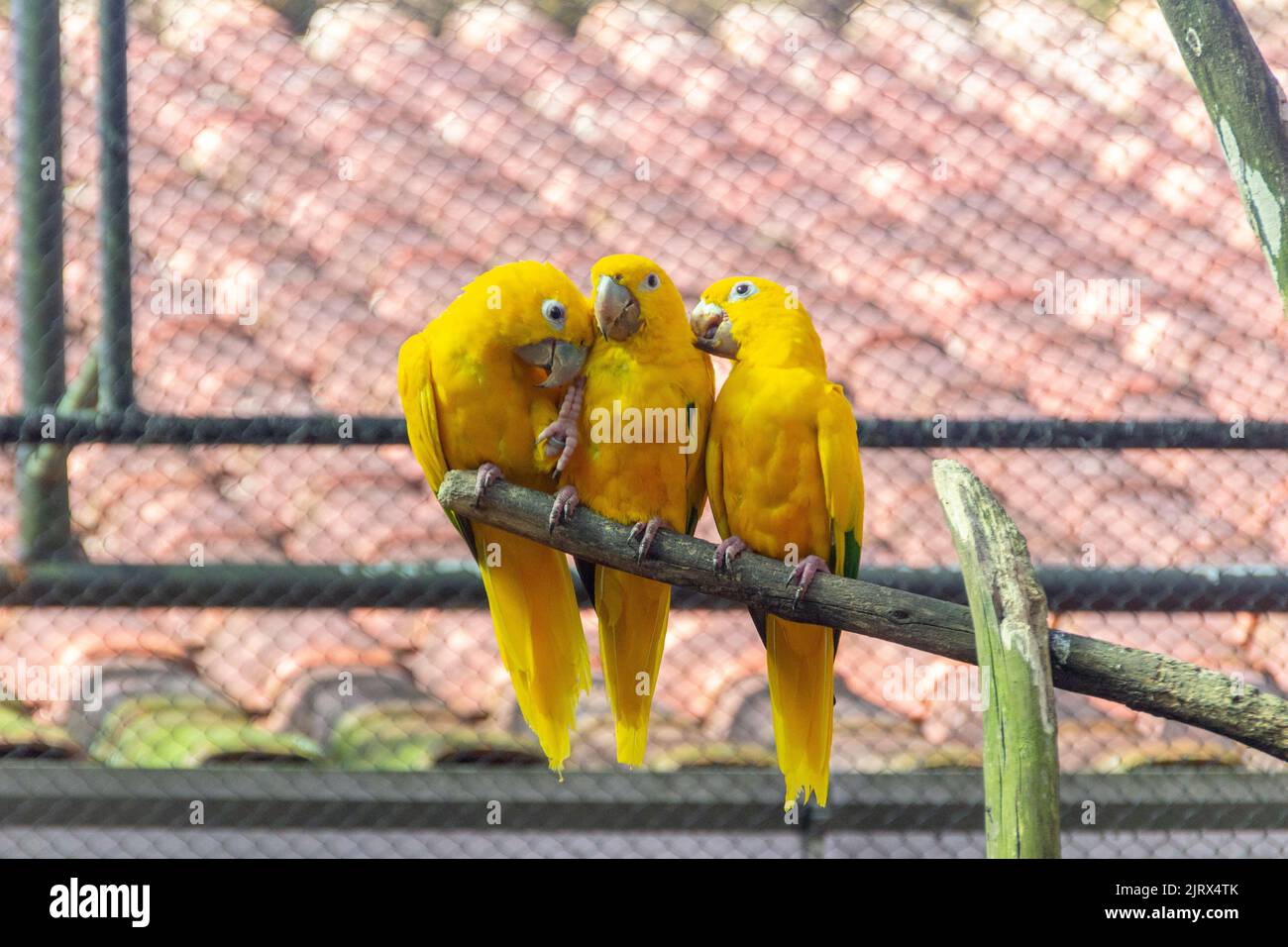 bird known as Golden Parakeet in Brazil Stock Photo - Alamy