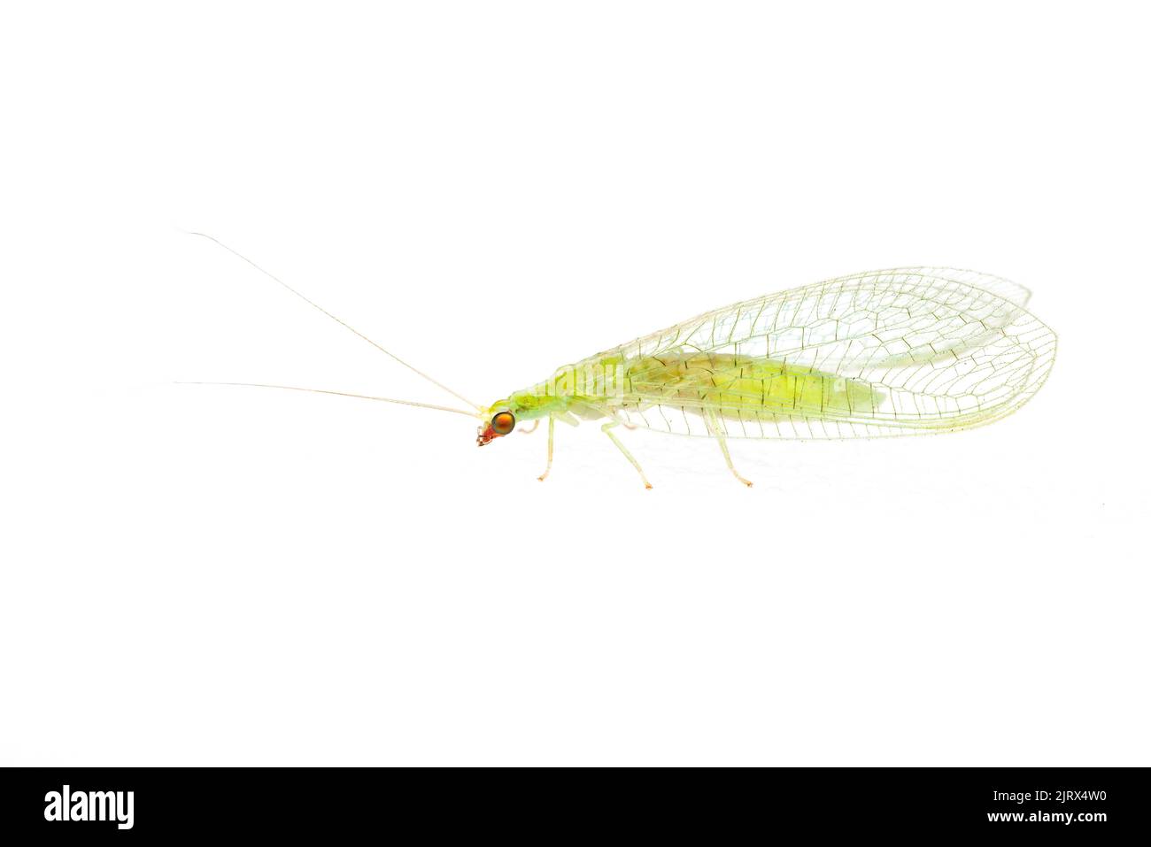 Green Lacewing (Chrysopini) isolated on white background Stock Photo ...