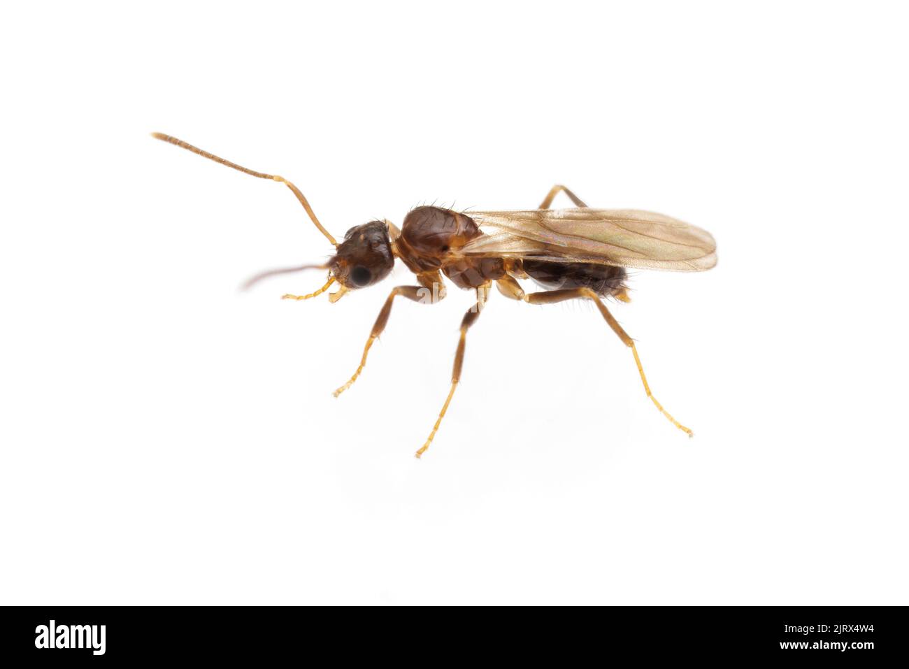 A male Crazy Ant (Nylanderia sp.) during a nuptial flight, isolated on ...