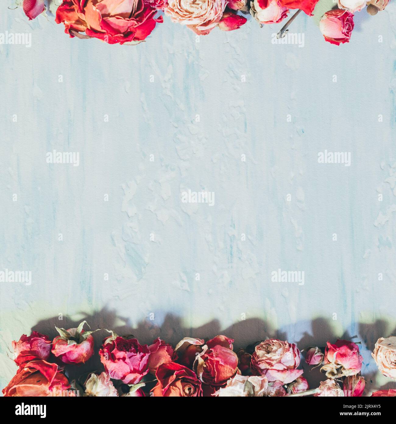 rose border decor congratulation blue texture Stock Photo - Alamy