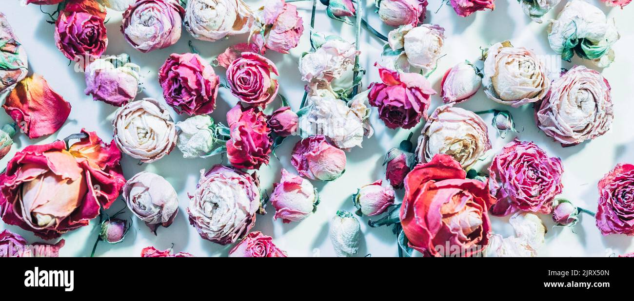 Floral composition bright pink hi-res stock photography and images - Alamy
