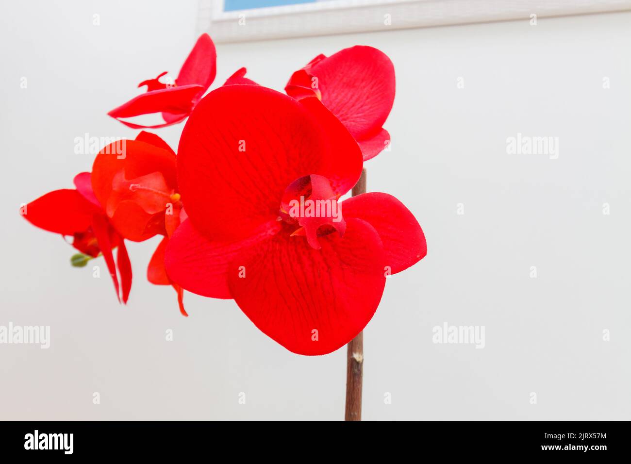 red persian cyclamen plant in a garden in rio de janeiro Stock Photo ...