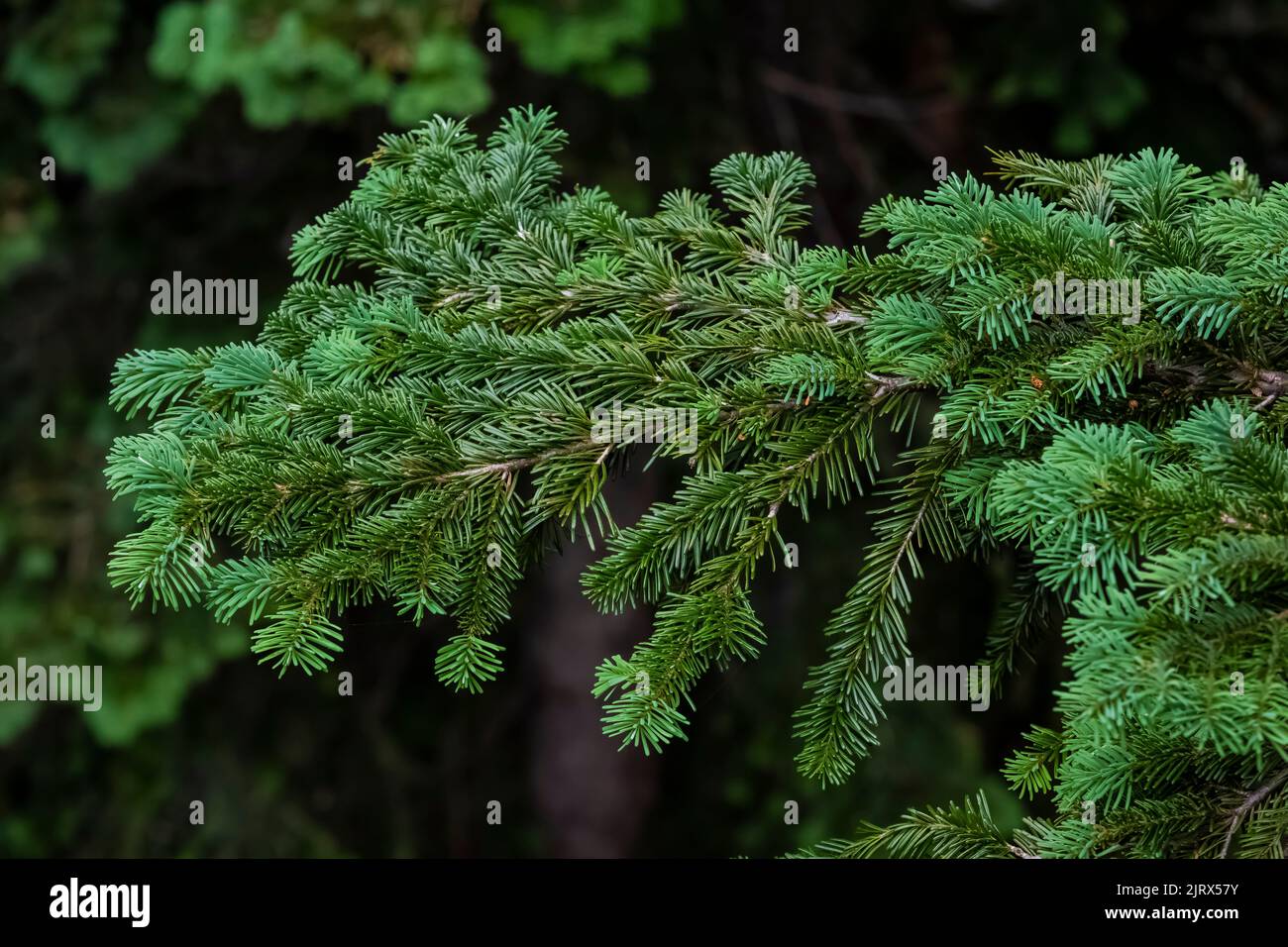Grand Fir, Abies grandis, adjacent to a subalpine meadow on Evergreen ...