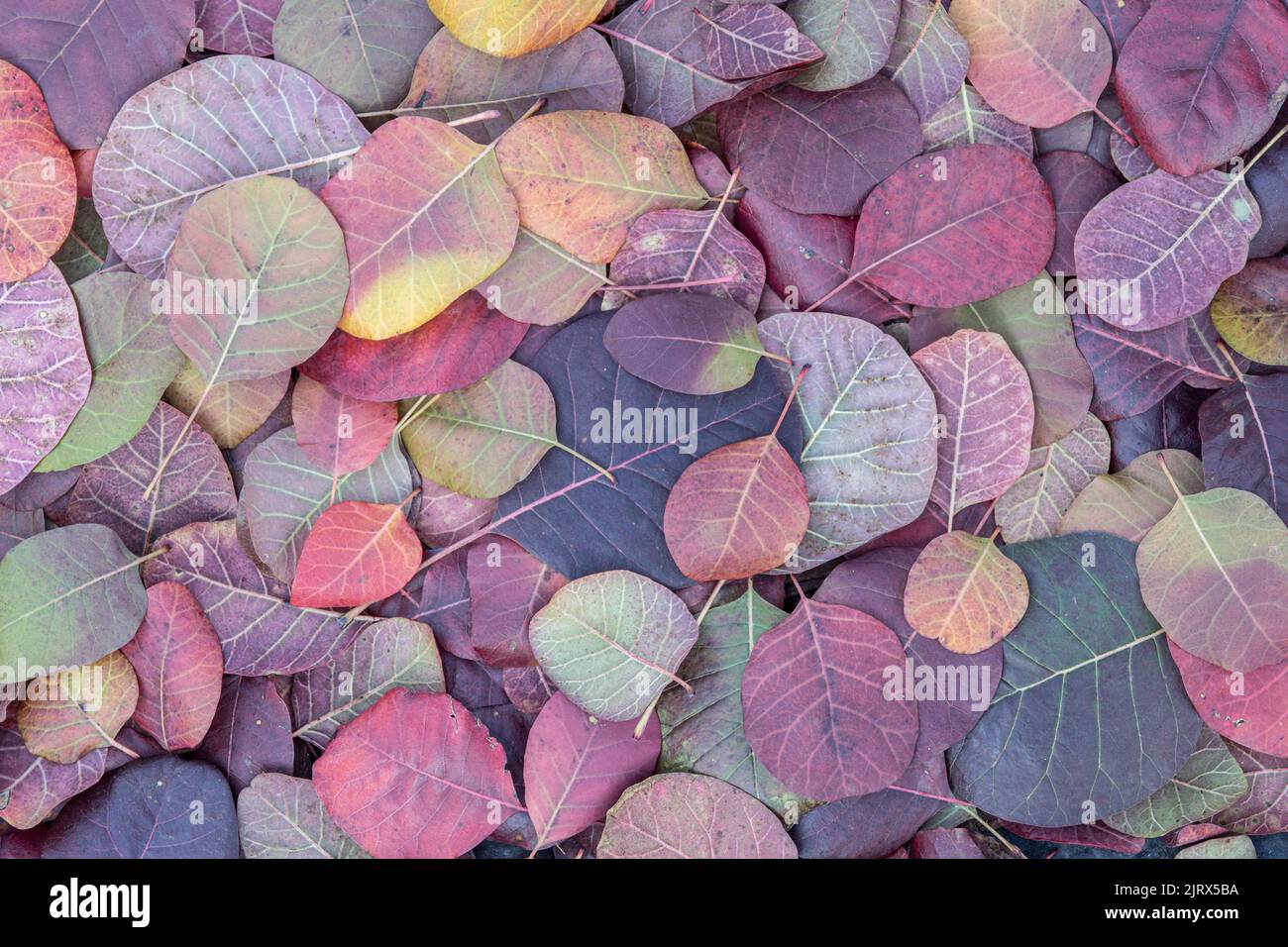 Autumn plum tree leaves in pile background Stock Photo - Alamy