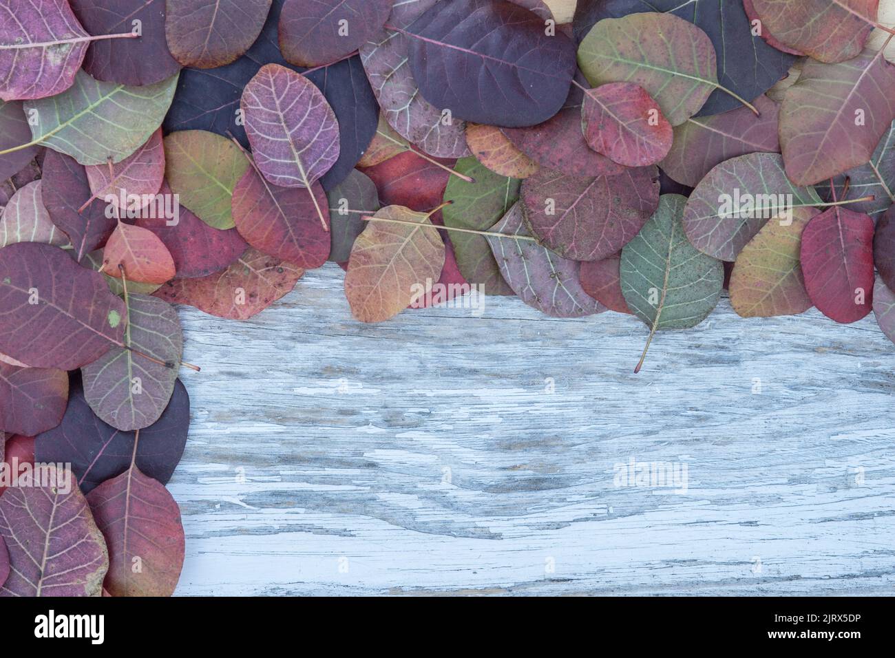 Autumn plum tree leaves on weathered wood Stock Photo - Alamy