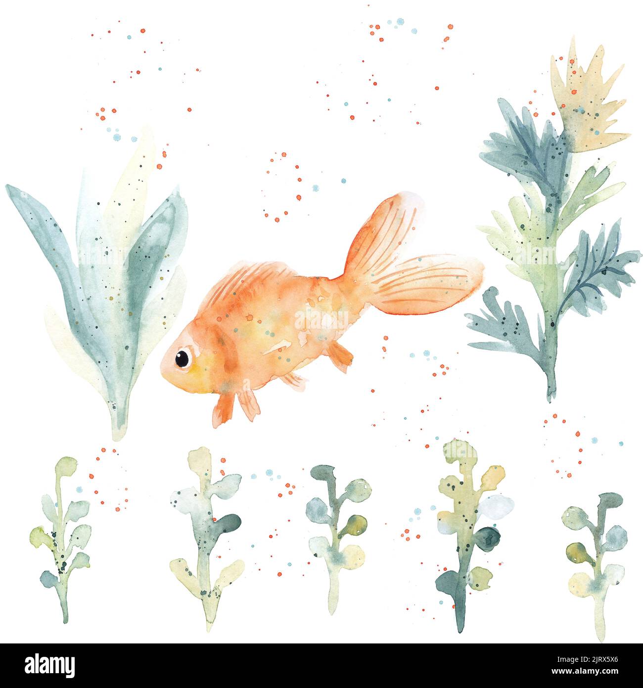 Set of watercolor aquarium plants and goldfish isolated on white ...