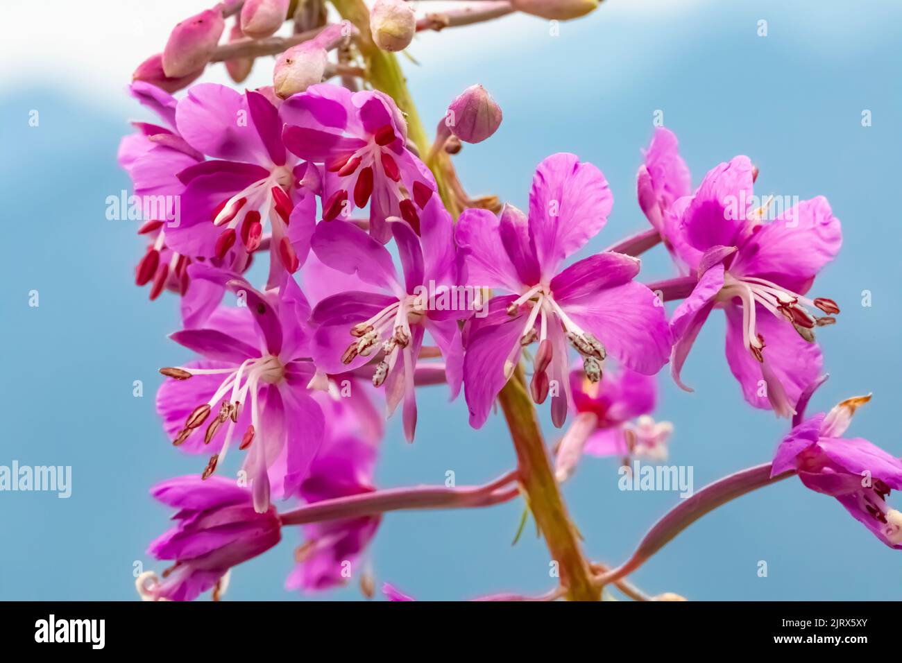 Fireweed, Chamaenerion angustifolium, flowering in the Cascade Mountains, Mt. Baker-Snoqualmie ...