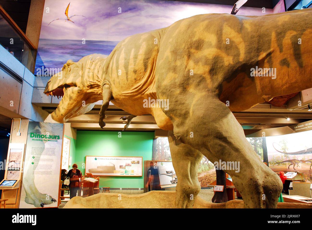 Dinosaur educational display hi-res stock photography and images - Alamy