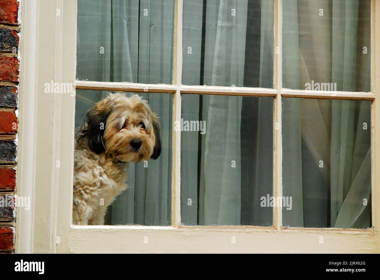 A cute dog sits in a window alone, on along wait for its family to ...
