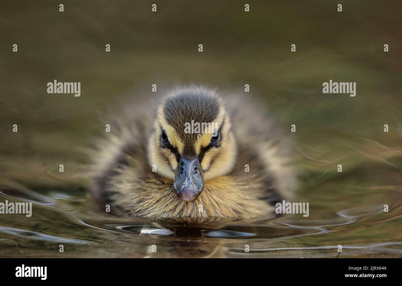 The close-up view of a duckling swimming in the water while looking ...