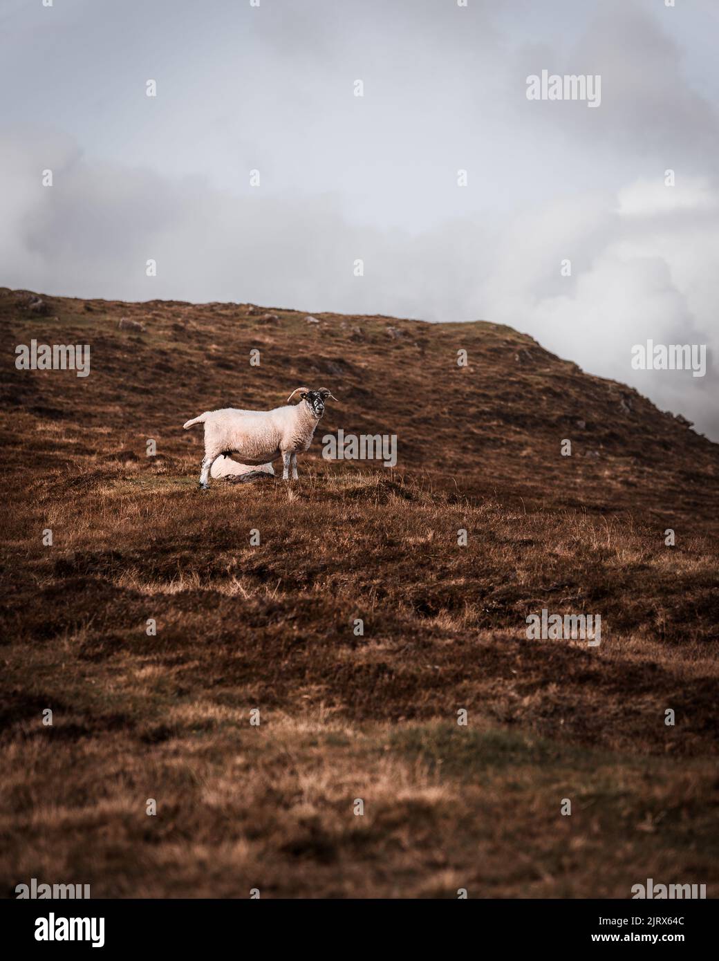 The vertical view of a Lonk standing on the brown slope under the ...