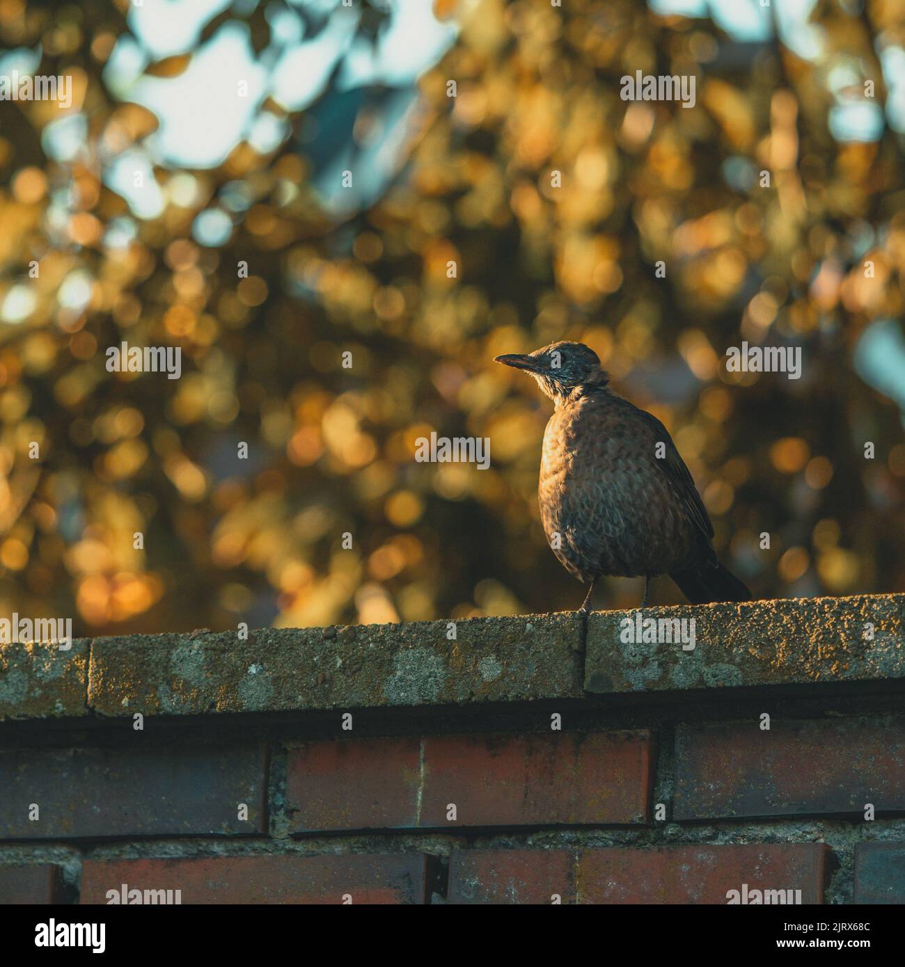 The low-angle close-up view of a Common blackbird perching on the brick ...