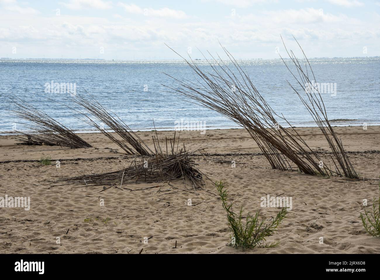 Texel, Netherlands. August 2022. Willow trees on the beach to prevent ...