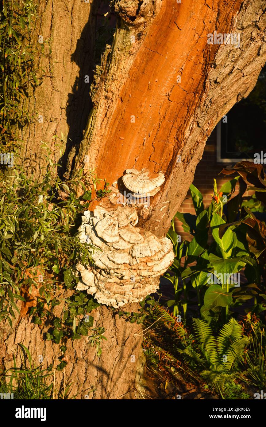 Callantsoog, Netherlands. october 2021. Laetiporus sulphureus is a ...