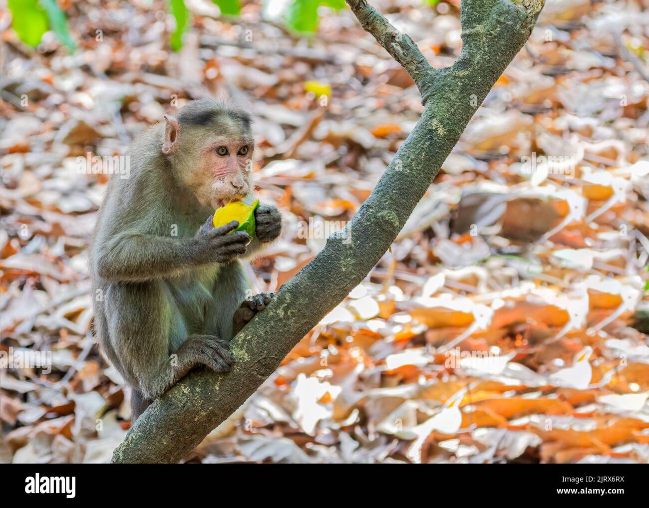 Baby mango tree hi-res stock photography and images - Alamy